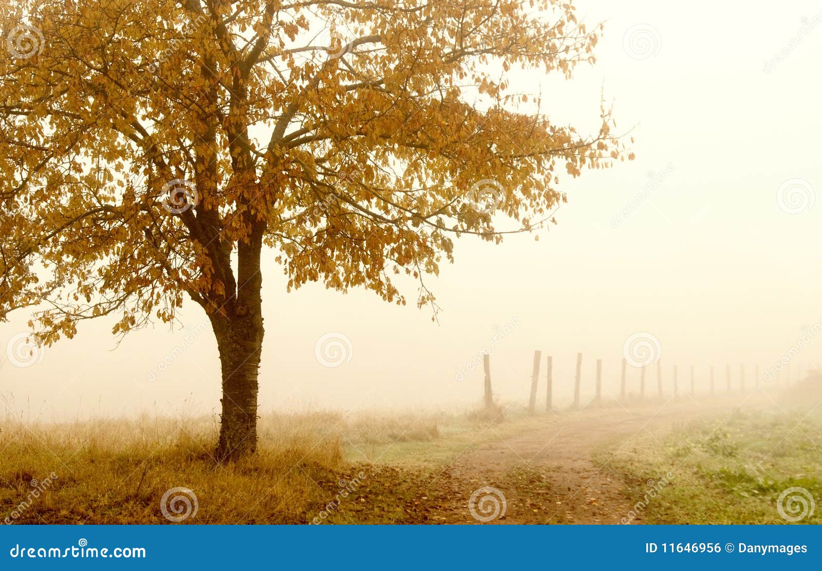 Atmosphere of haze stock photo. Image of misty, forest - 11646956