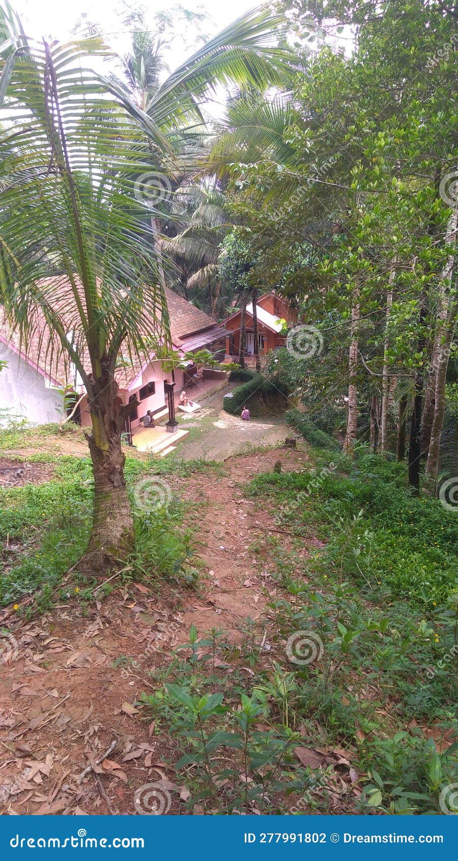 The Atmosphere of the House is in the Countryside with Lots of Coconut ...