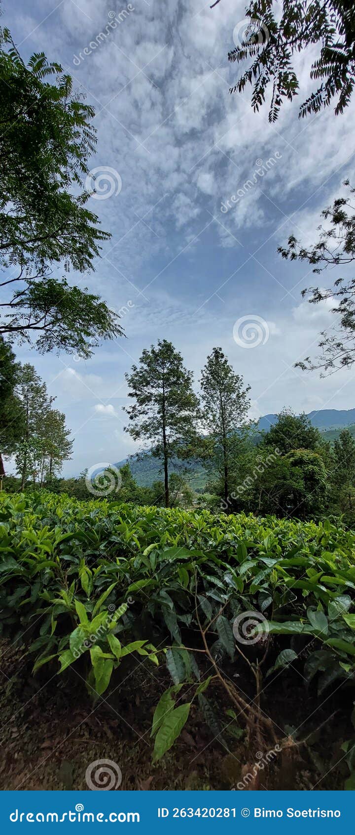 The Atmosphere is Morning and Fresh To See the Green Scenery Stock ...