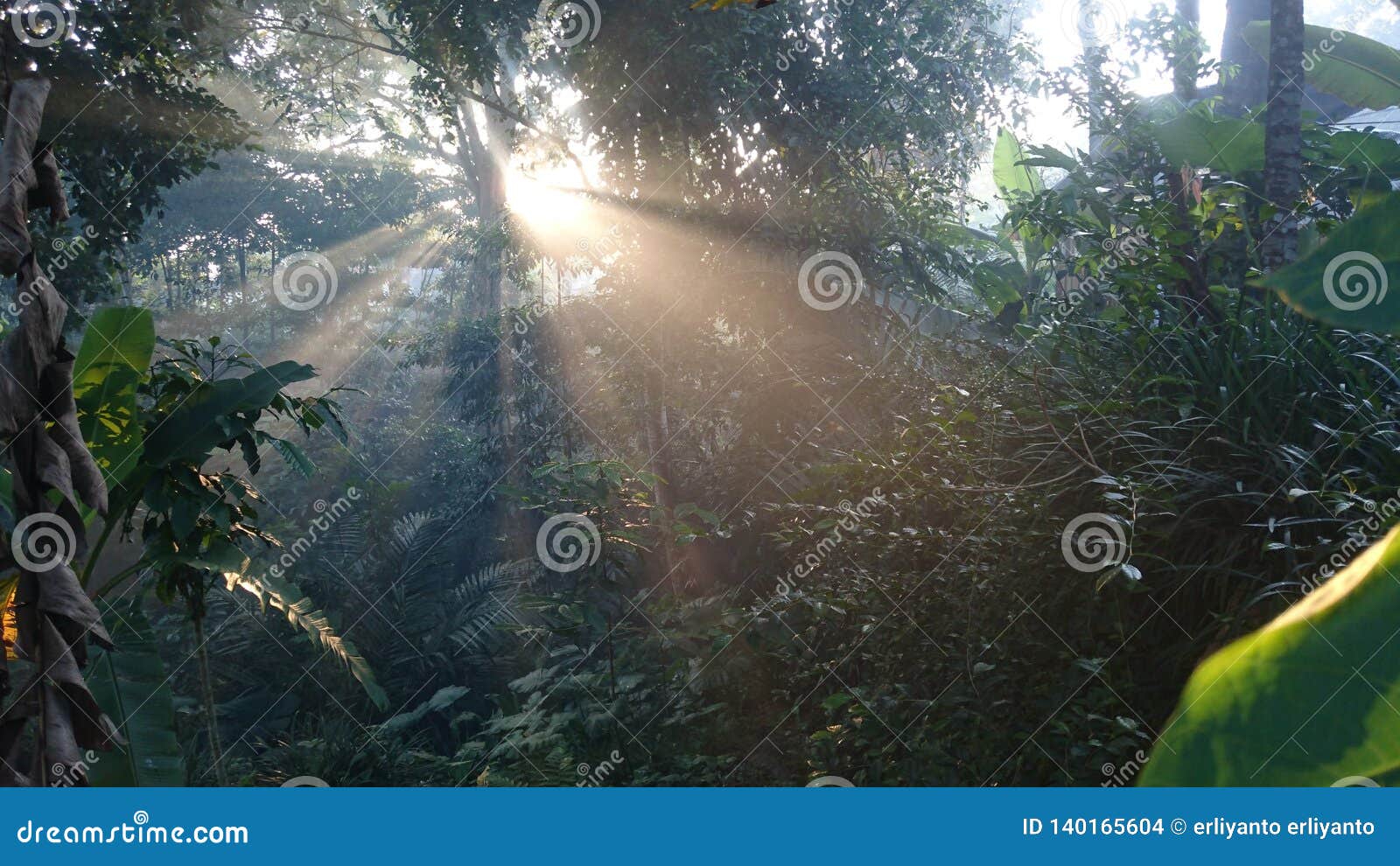 The Atmosphere of the Morning Sunshine among Trees in a Beautiful ...