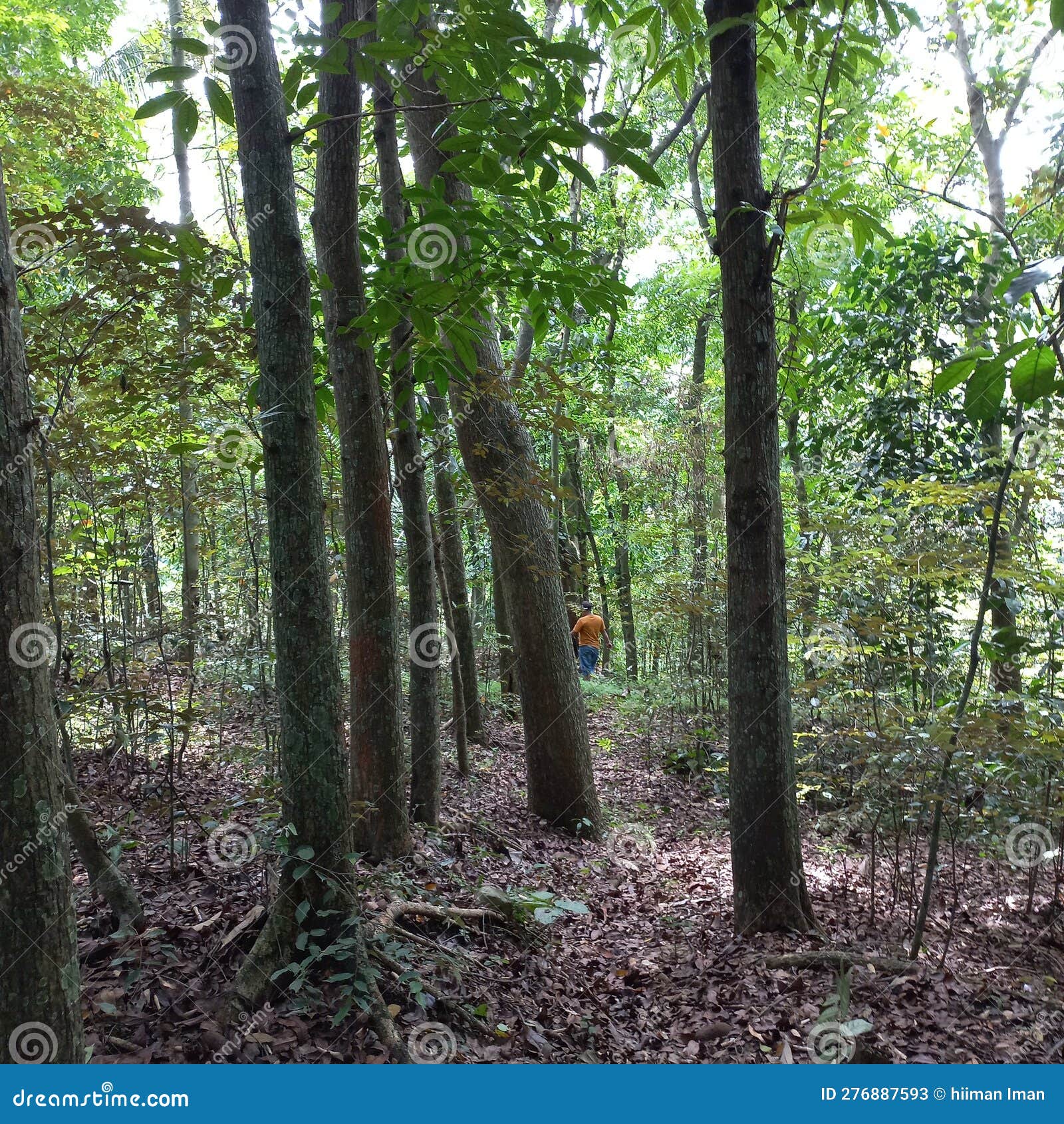 The Atmosphere is Plantation or Forest with Shady and Cool Trees Stock ...