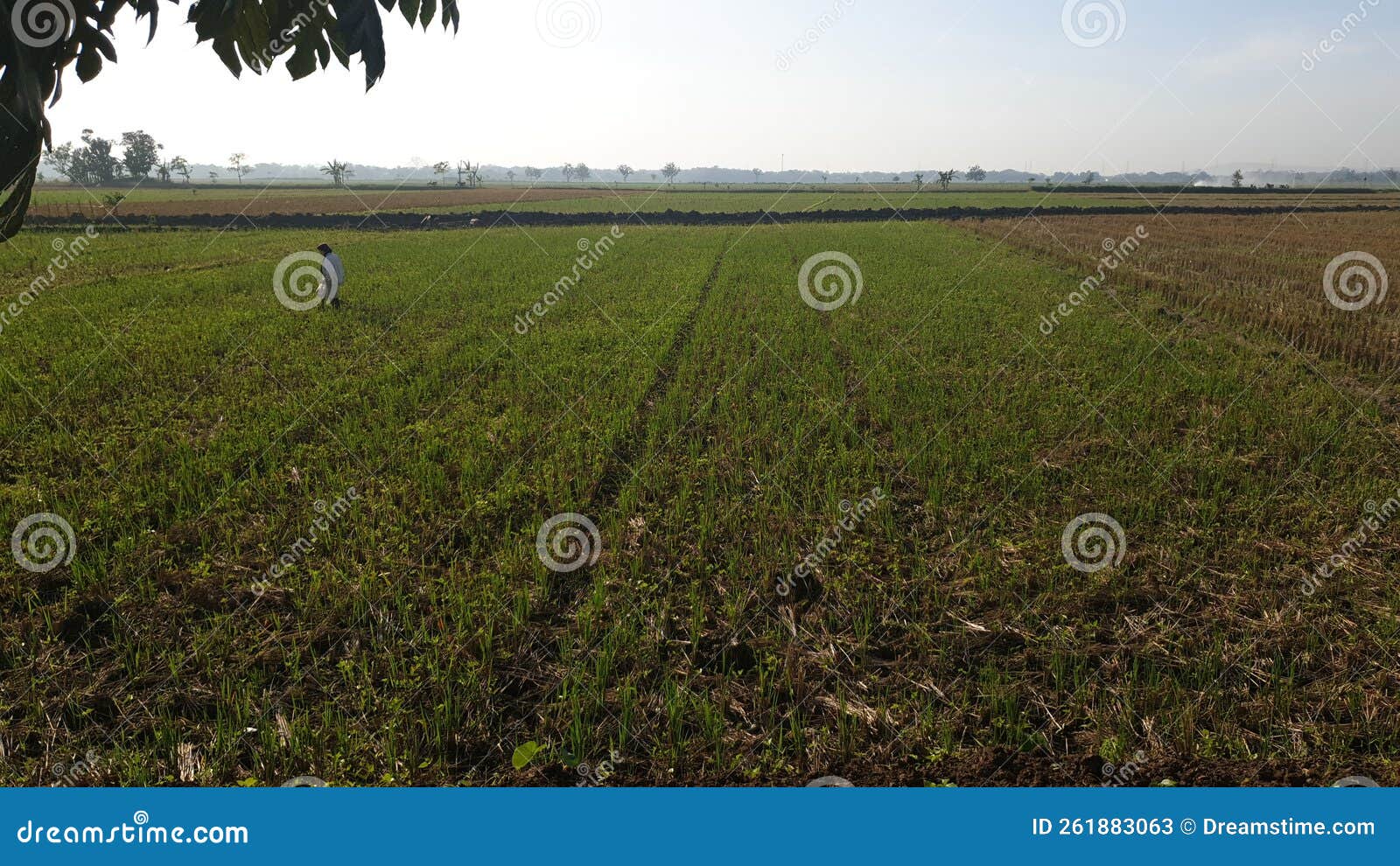 The Atmosphere of Rice Fields in the Lowlands of Indonesia Stock Image ...