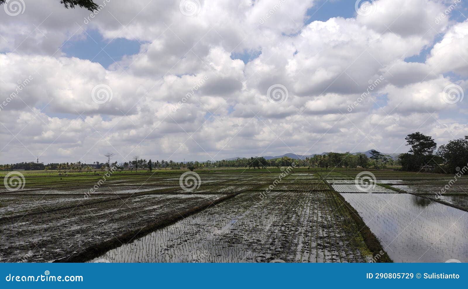 Atmosphere of Rice Fields after Planting Rice in the Countryside Stock ...