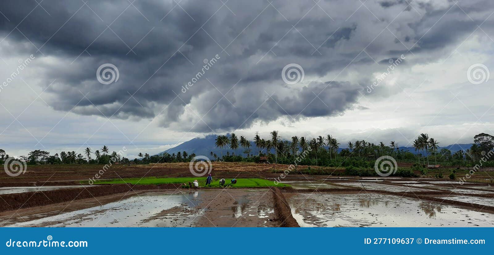 The Atmosphere of the Rice Fields when it S about To Rain Stock Image ...