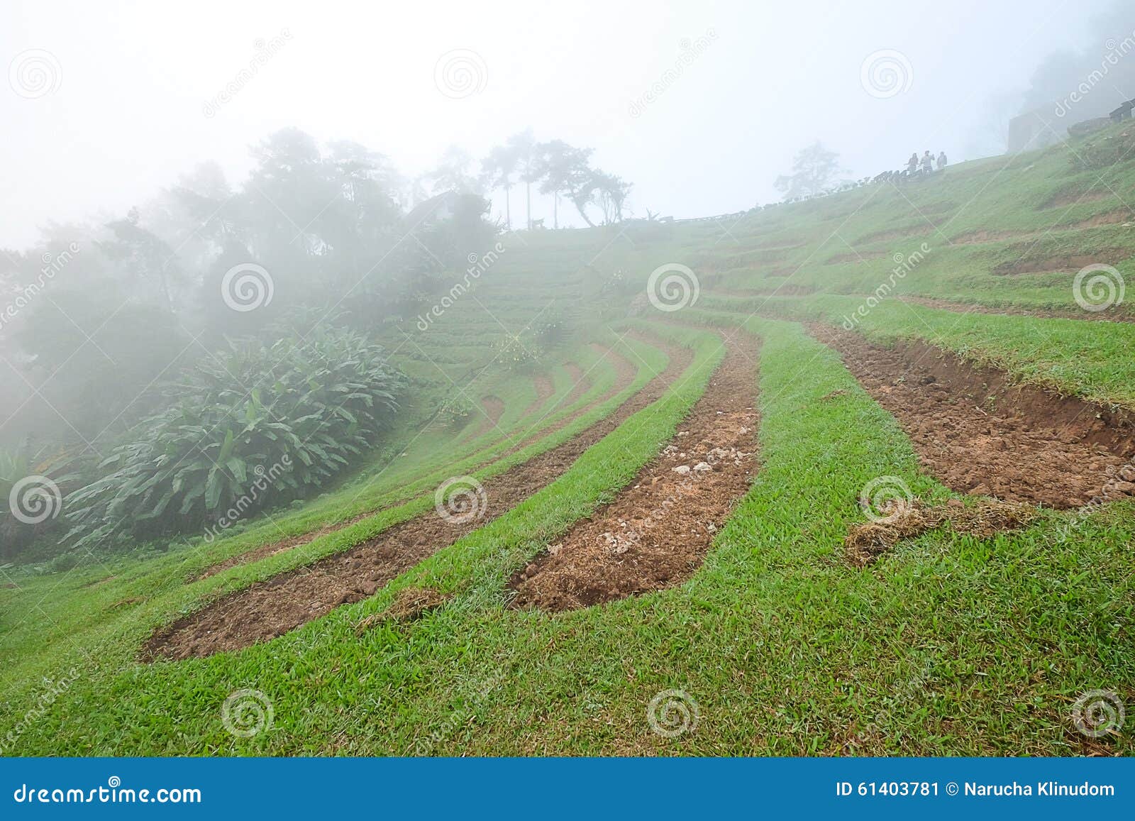 The Atmosphere of Terrace Cropping Stock Image - Image of terrace, tree ...