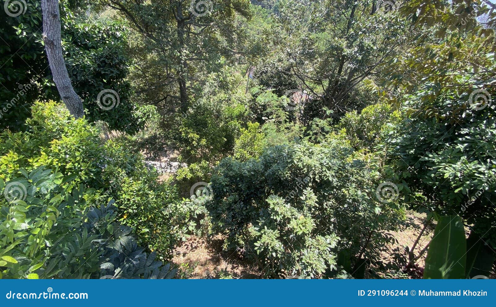 Shady Trees Create a Cool and Comfortable Atmosphere Stock Photo ...