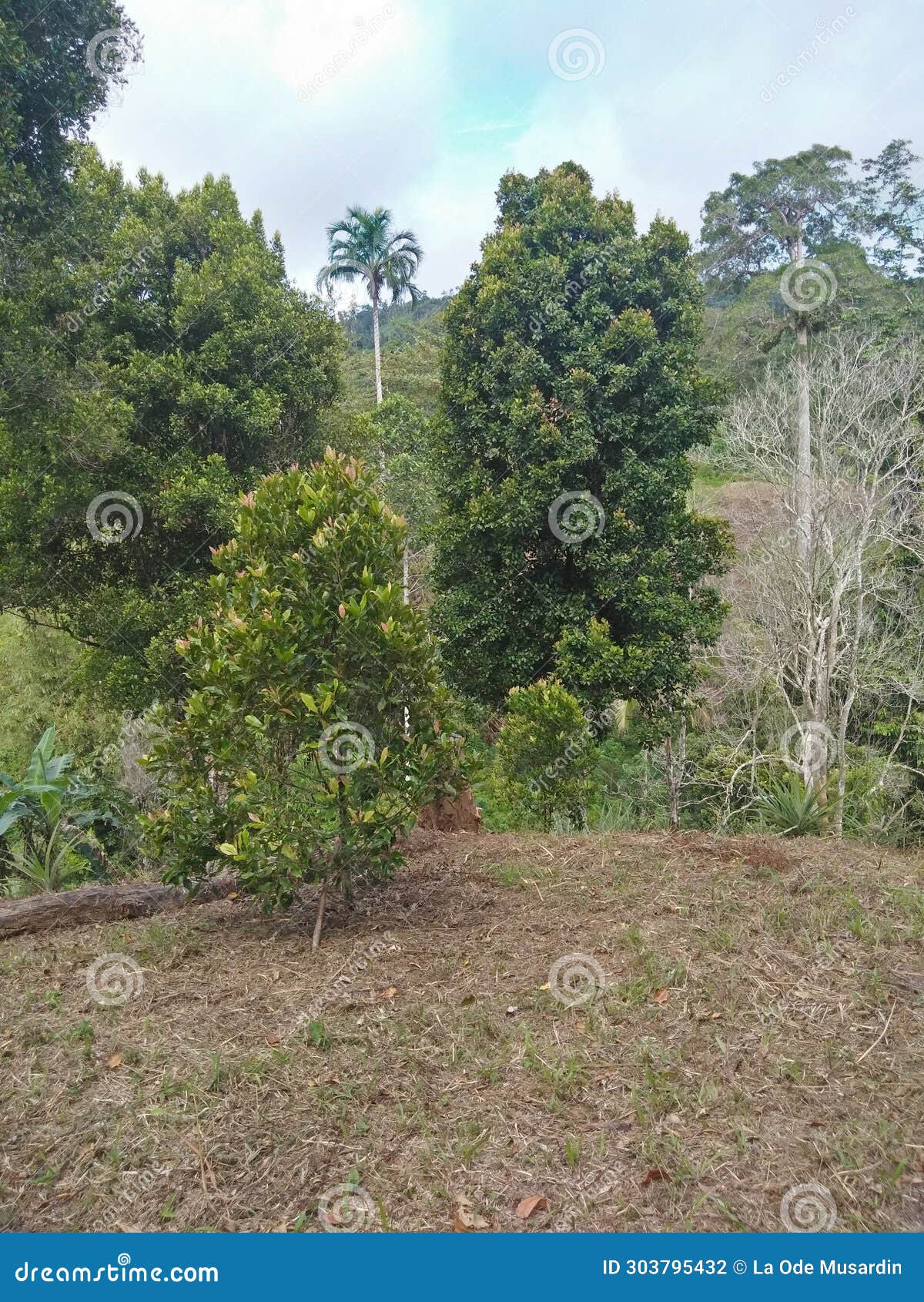 The Atmosphere of the View of the Clove Tree in Maluku Indonesia Stock ...