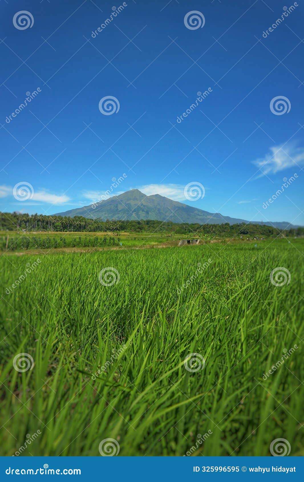 The Atmosphere of the View in the Cool Rice Field Area Stock Image ...