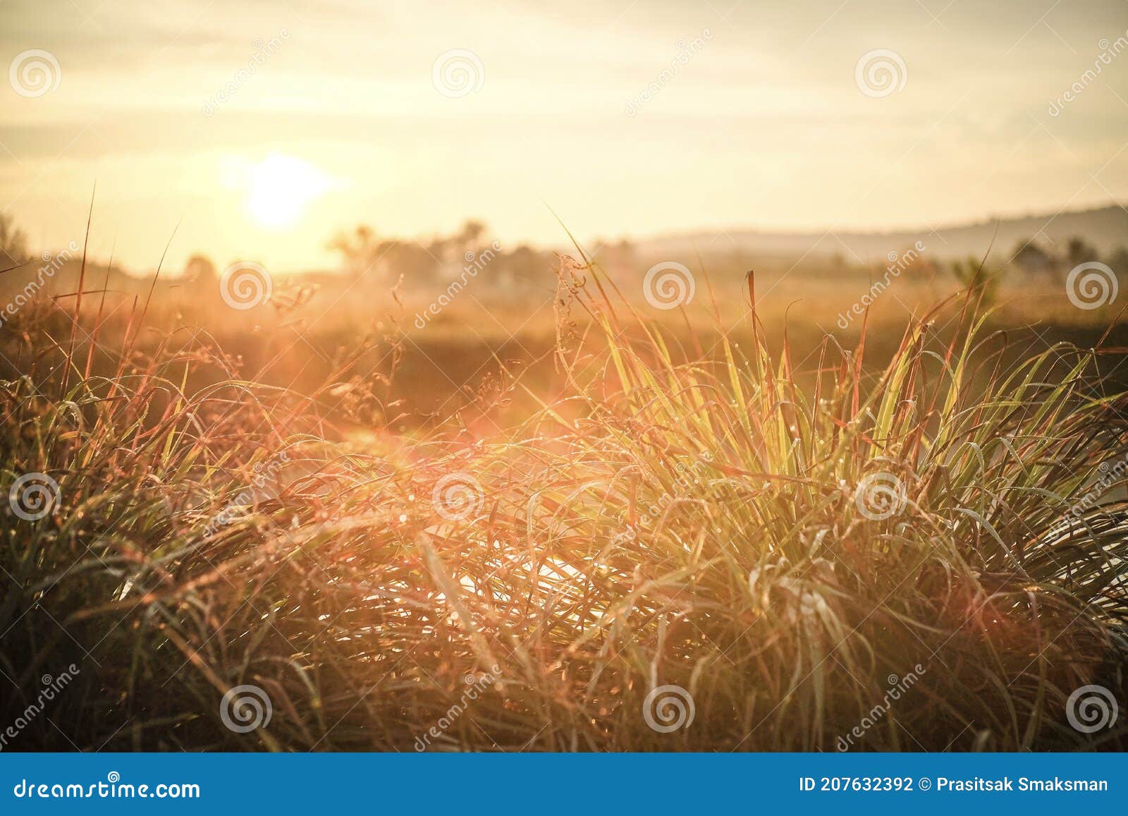 Sunlight on rice fields stock photo. Image of rice, countryside - 207632392