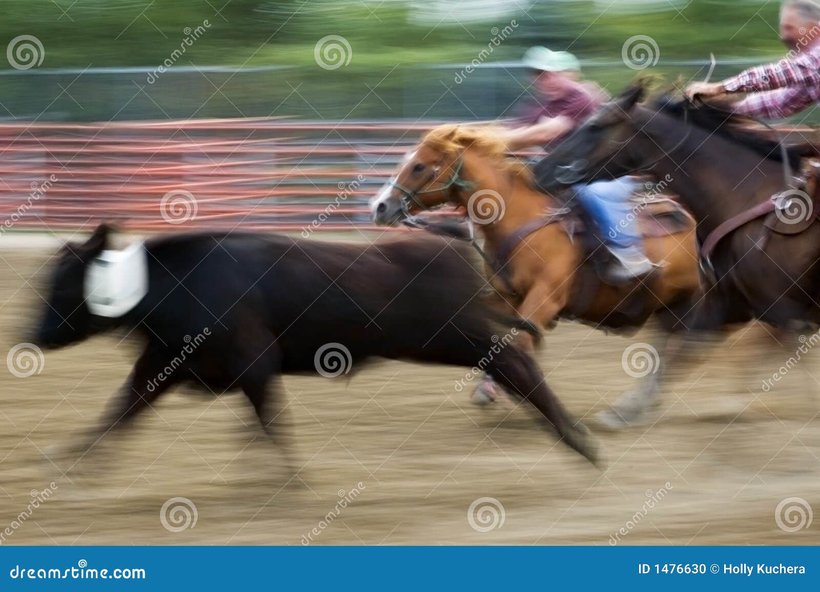 Atmospheric Rodeo Panning and Motion Blur Stock Photo - Image of calf ...