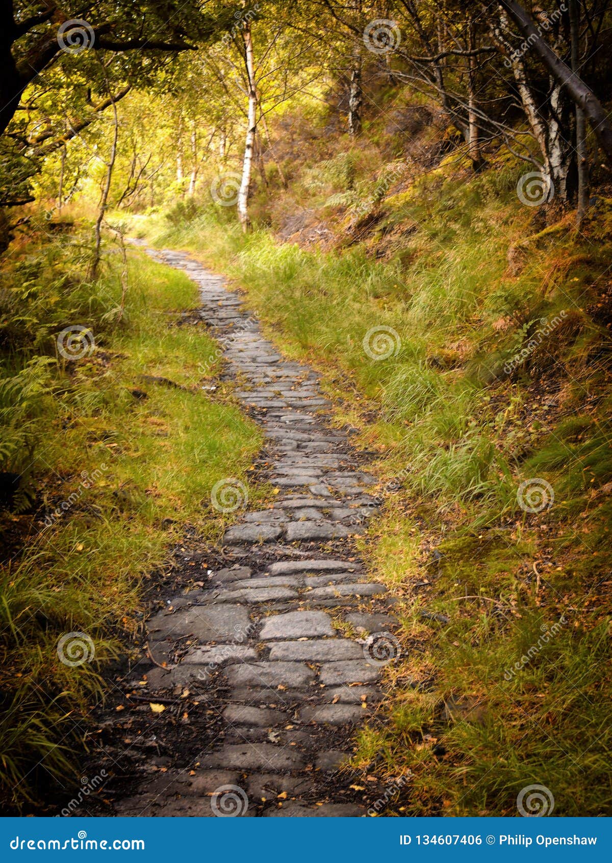 Atmospheric Stone Path through Dense Dark Autumn Woodland Stock Photo ...
