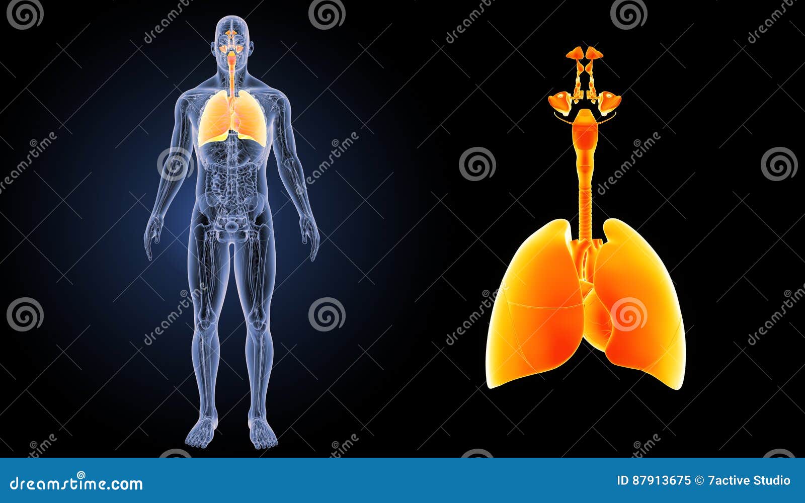 Atmungssystem Und Herz Summen Mit Anatomievorderansicht Laut Stock ...