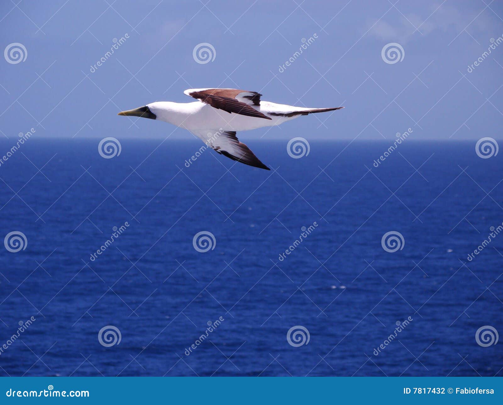 Atoba - Sula dactylatra stock photo. Image of marine, ocean - 7817432