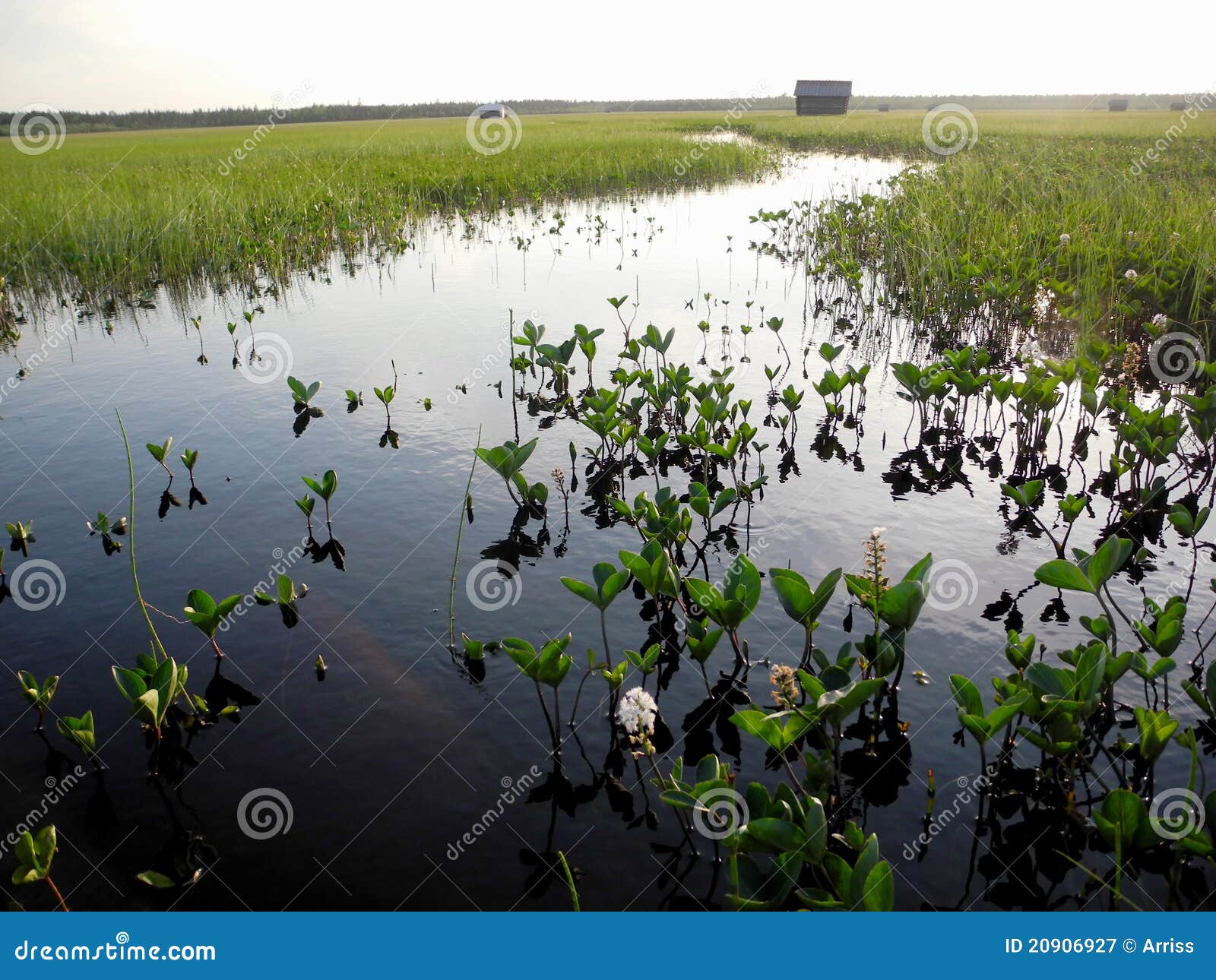 Atoleiro da estaca imagem de stock. Imagem de feno, sunset - 20906927