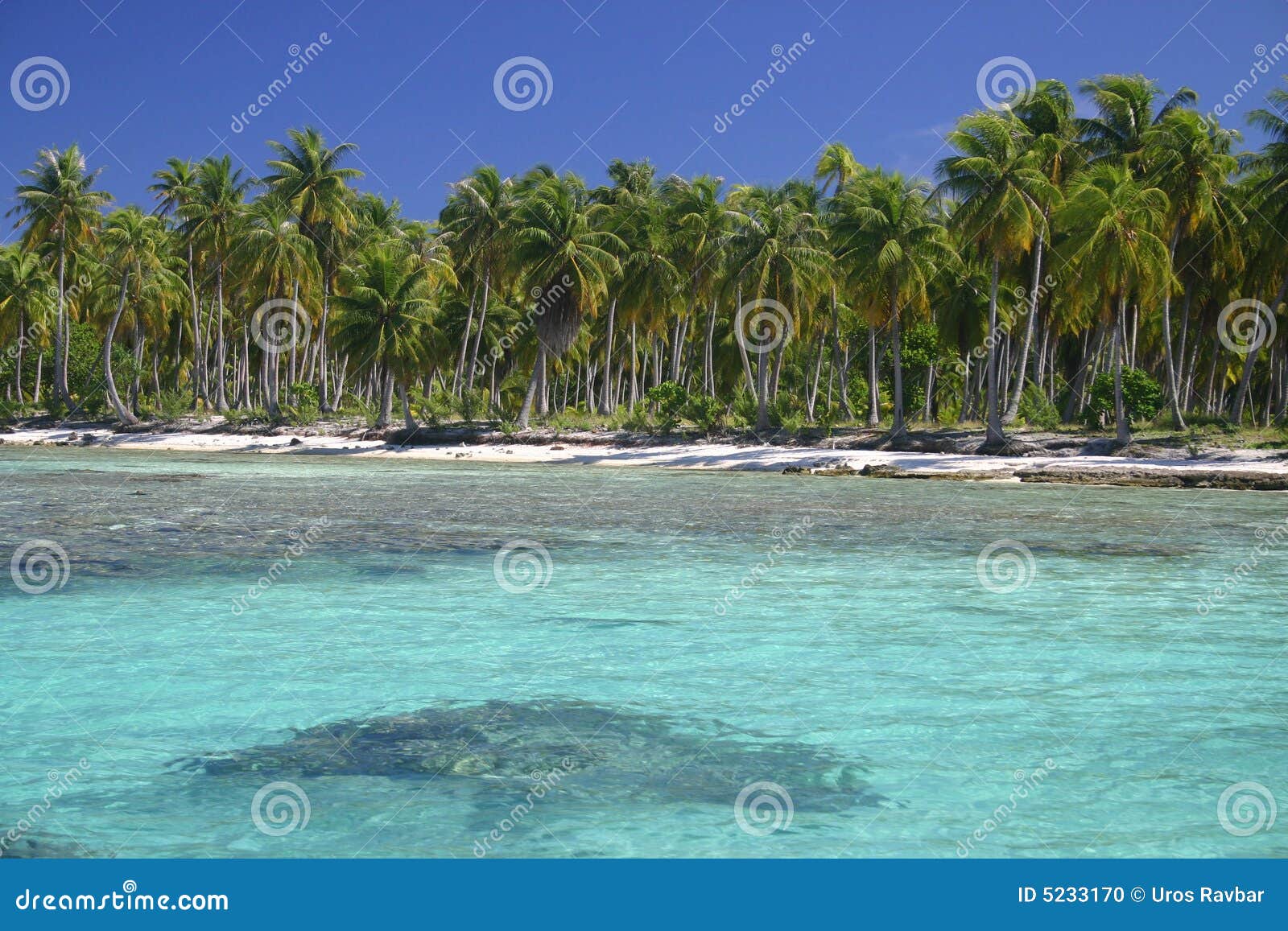 Atoll Rangiroa in French Polynesia Stock Photo - Image of lagoon, palm ...