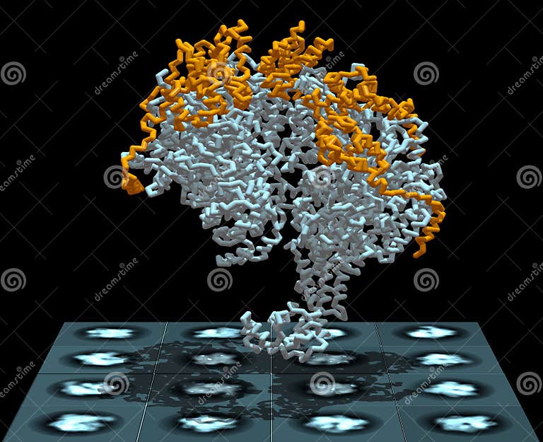Atomic Structure of Two Protein Molecules by Cryogenic Electron ...