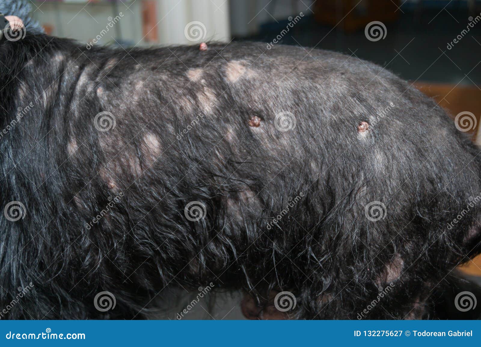 Old dog with dermatitis stock image. Image of scabby - 132275627