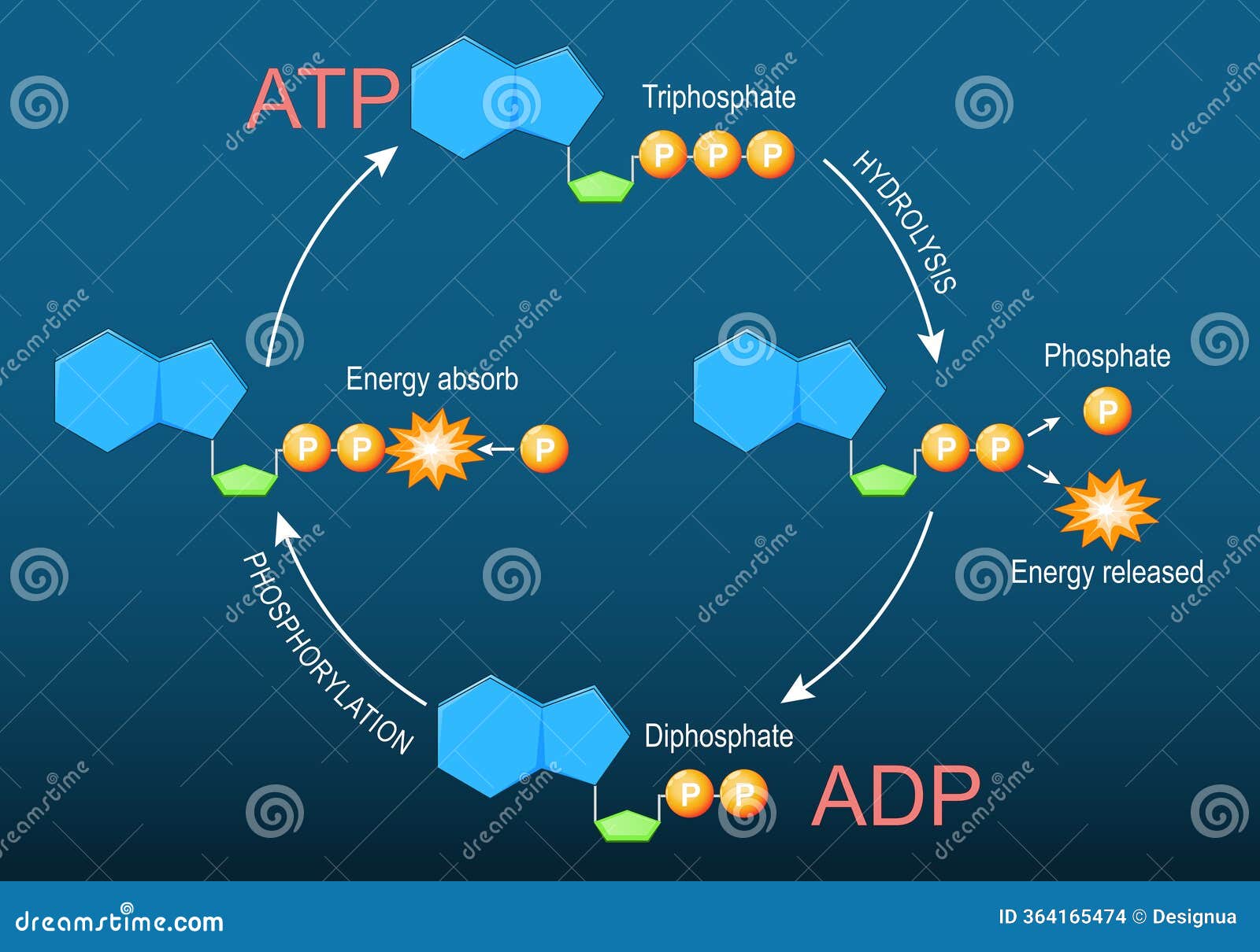 Cycle Of Glycolysis In Plants Royalty-Free Stock Photography ...