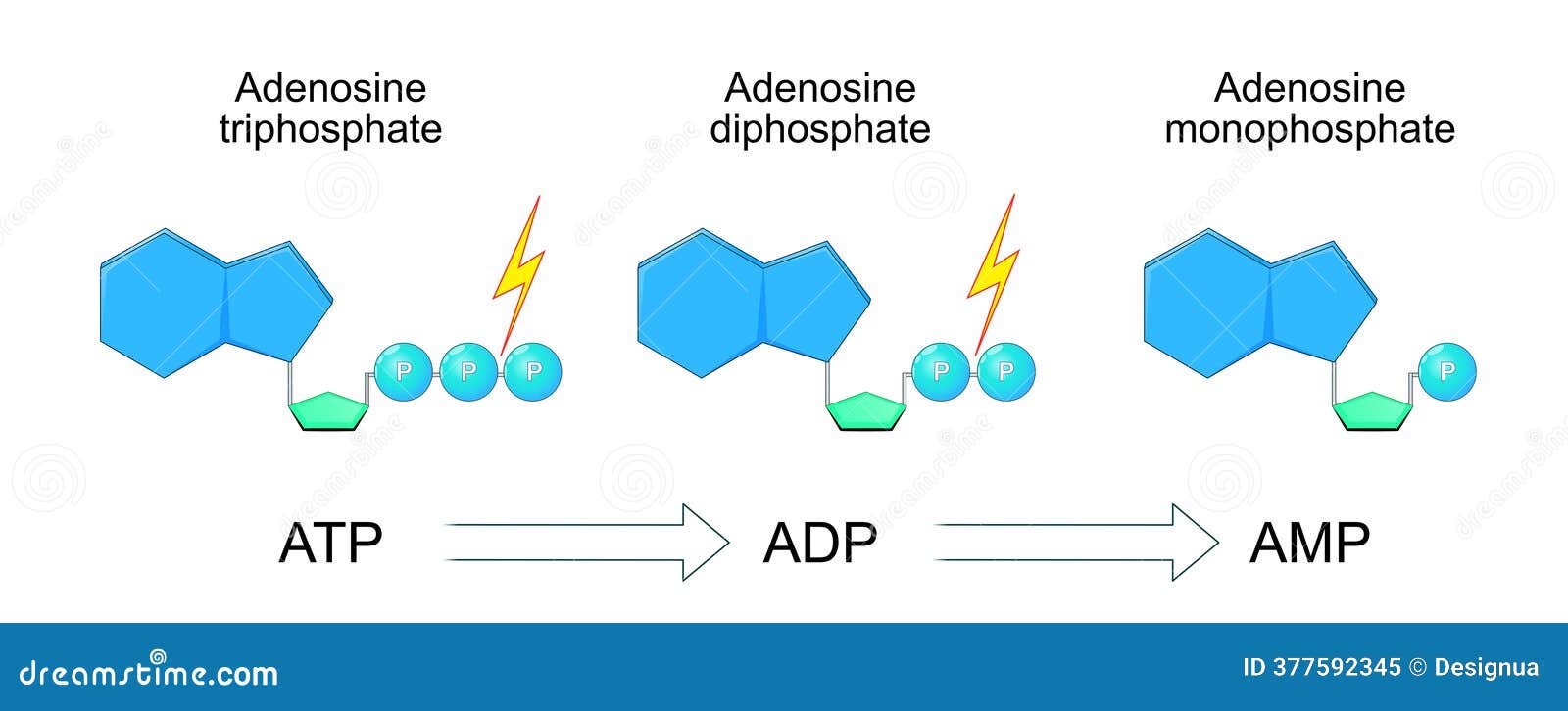 Krebs Cartoons, Illustrations & Vector Stock Images - 198 Pictures to ...