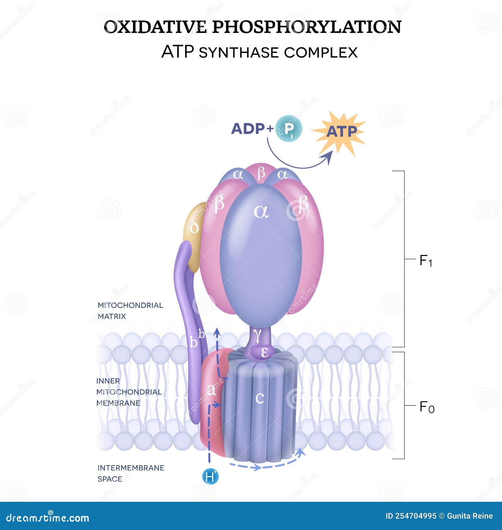 ATP Synthase Complex Cartoon Vector | CartoonDealer.com #254704995 ATP Synthase Complex Cartoon Vector | CartoonDealer.com #254704995