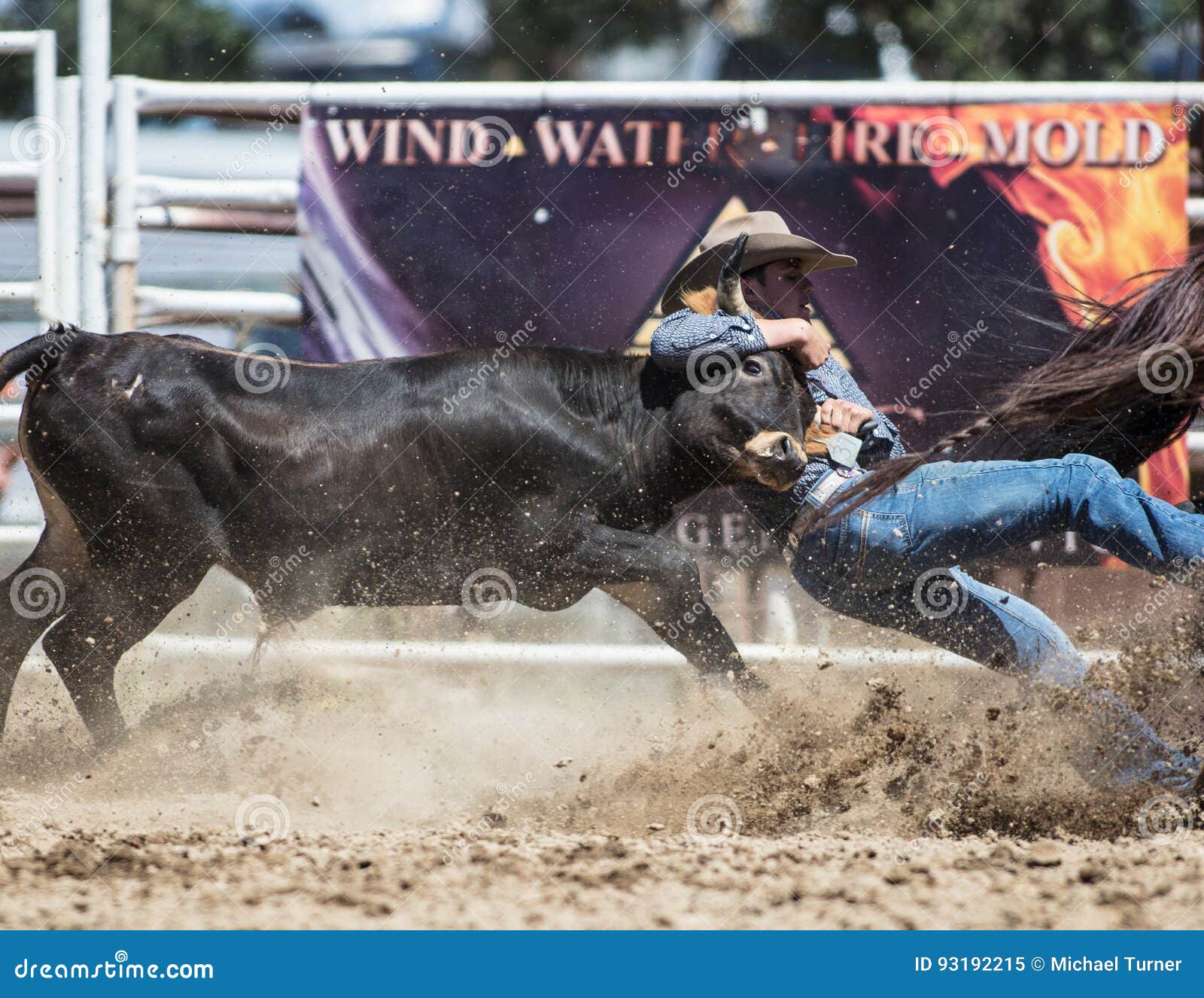 Atracando-se o boi imagem editorial. Imagem de ocidental - 93192215