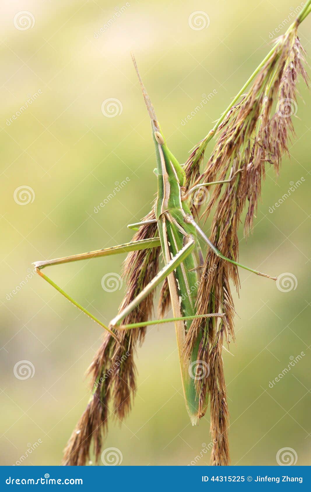 Atractomorphta stock image. Image of locust, imago, close - 44315225