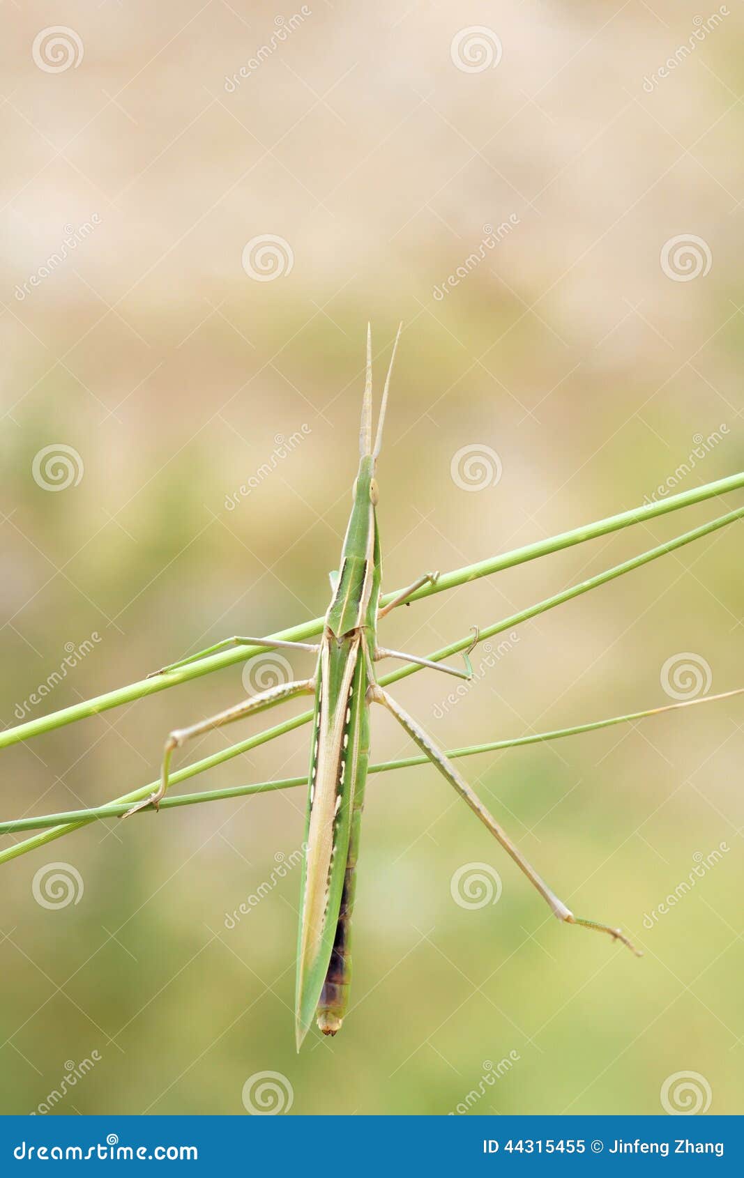 Atractomorphta stock image. Image of imago, adult, close - 44315455