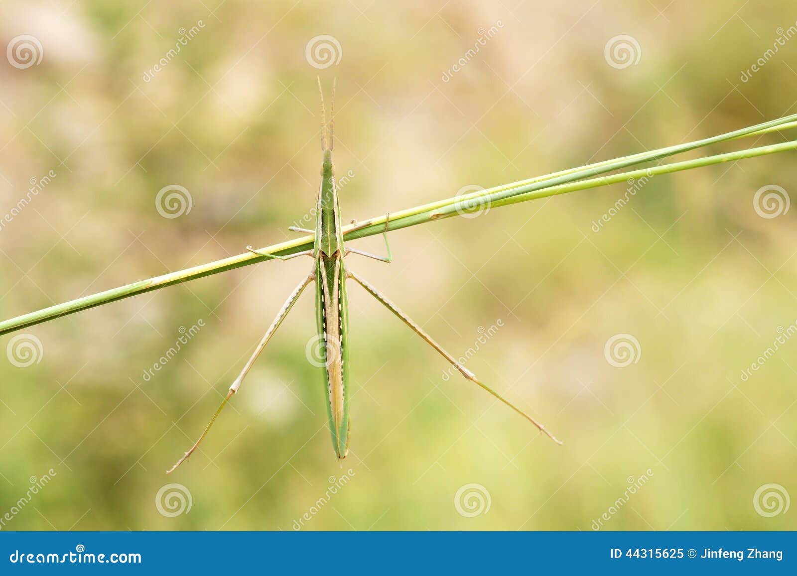 Atractomorphta stock image. Image of wild, grasshopper - 44315625