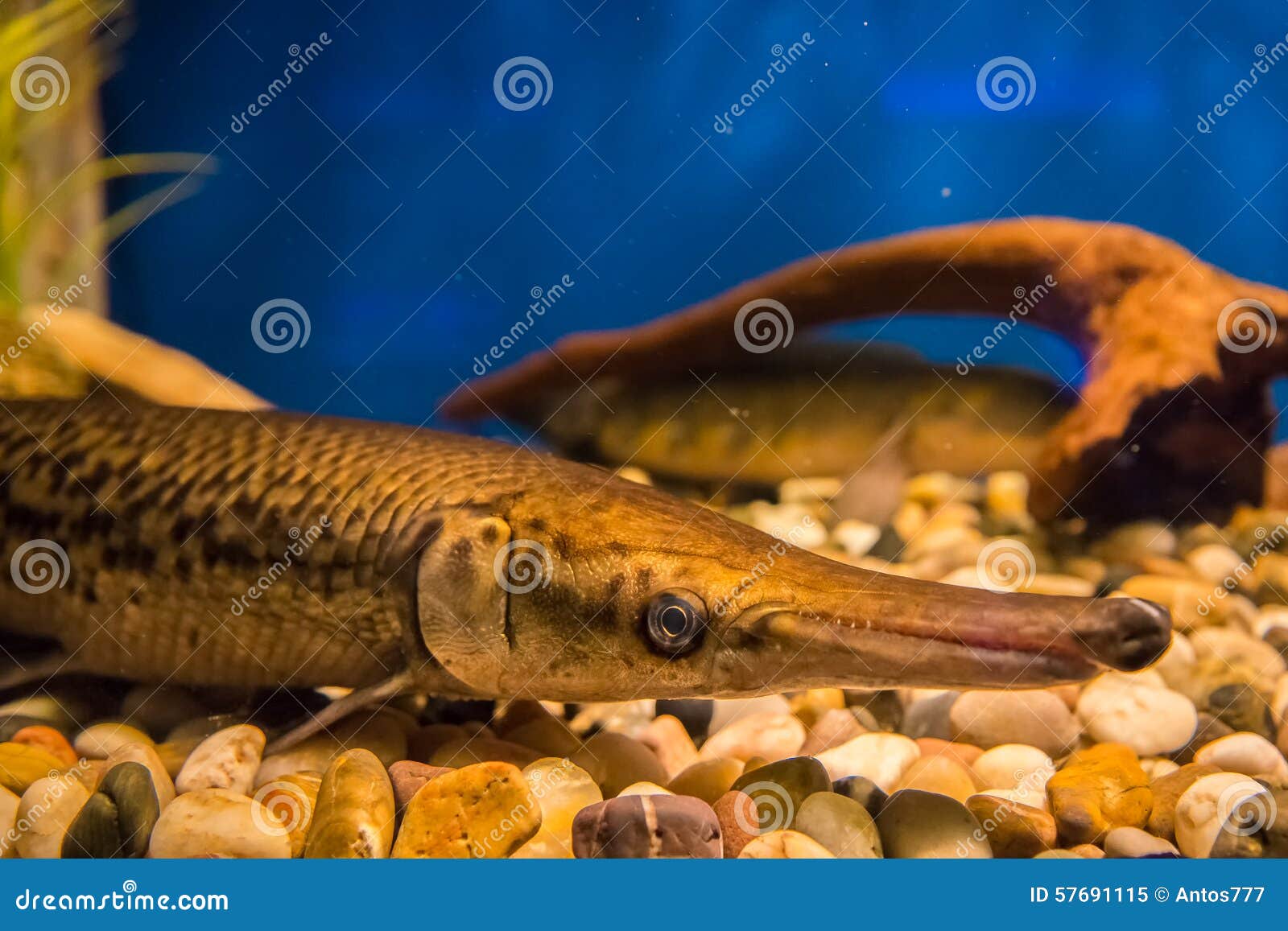 Atractosteus Spatula - Alligator Gar Stock Image - Image of scale ...