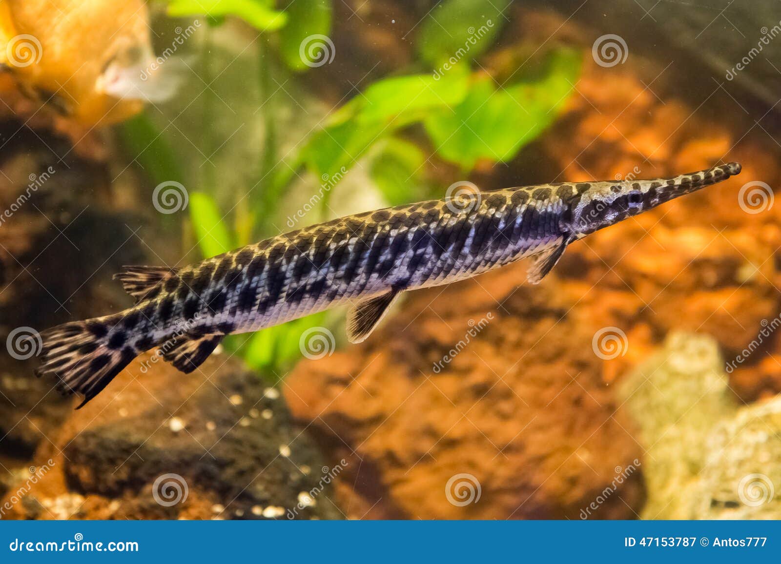 Atractosteus Spatula - Alligator Gars Stock Image - Image of closeup ...