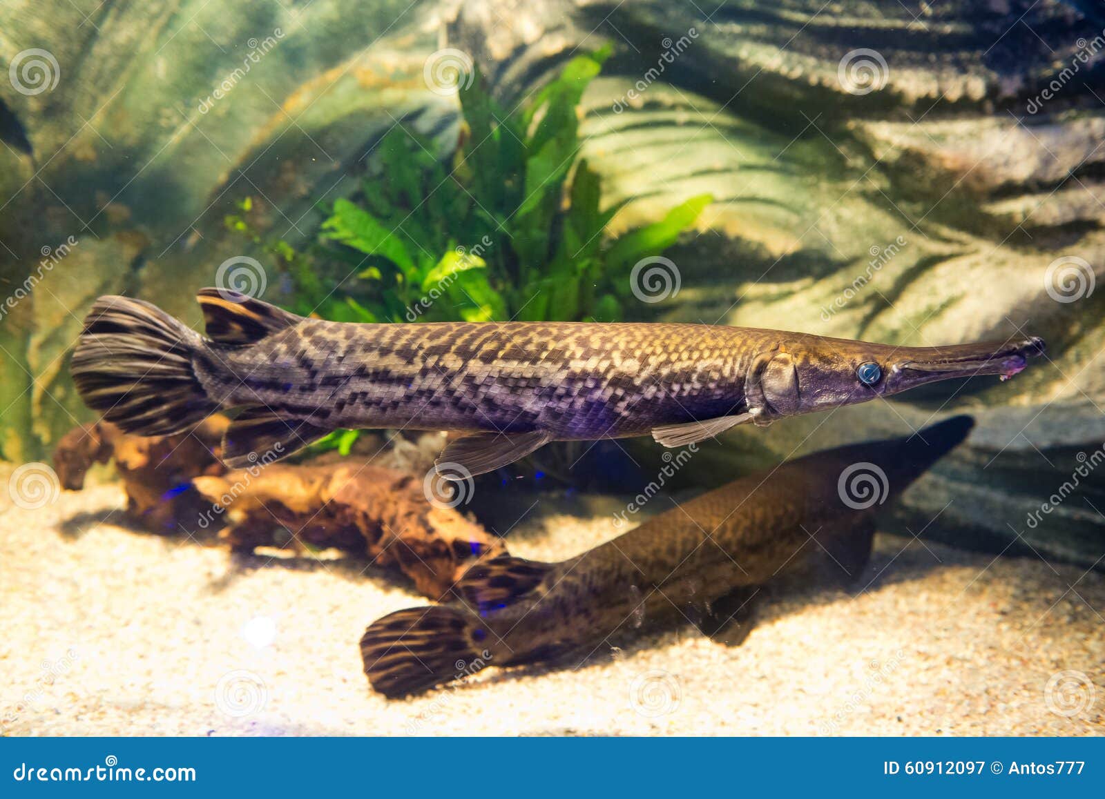 Atractosteus Spatula - Alligator Gars Stock Image - Image of tail ...