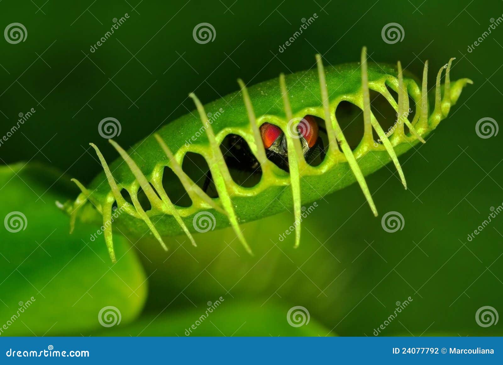 Atrapado foto de archivo. Imagen de extremo, atrapado - 24077792