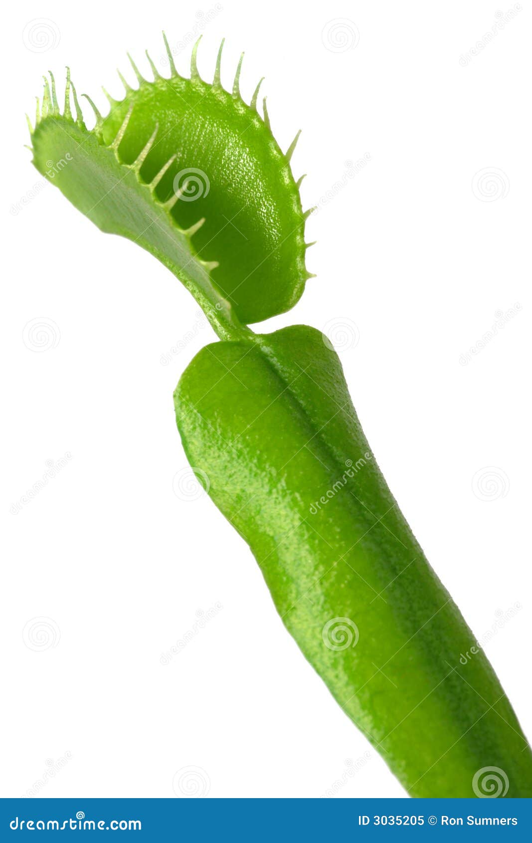 Atrapamoscas de Venus imagen de archivo. Imagen de exterior - 3035205