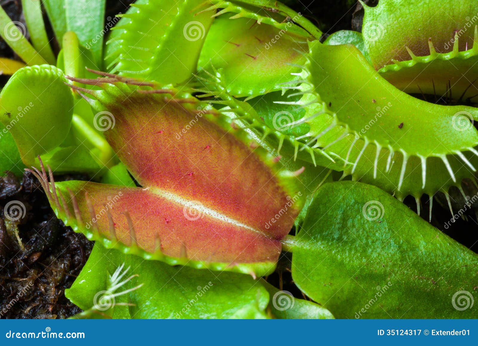 Atrapamoscas de Venus imagen de archivo. Imagen de musgo - 35124317