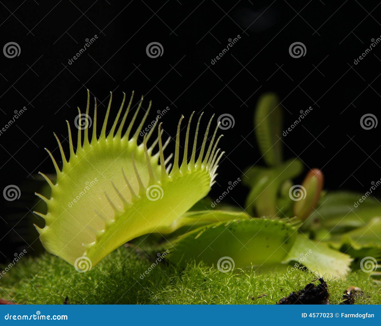 Atrapamoscas de Venus imagen de archivo. Imagen de flor - 4577023