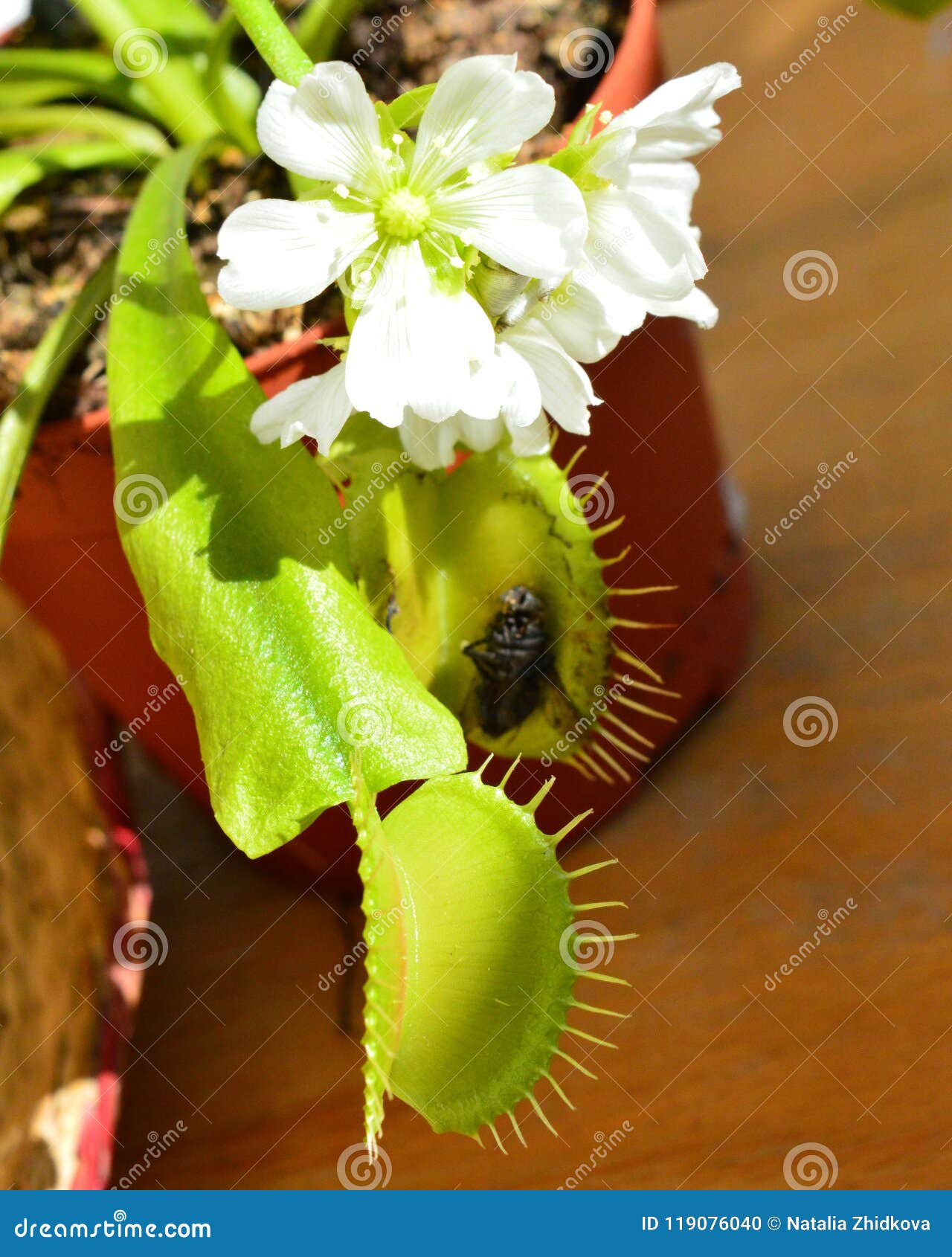 Atrapamoscas De Venus, Dionaea: Trampas E Inflorescencia Foto de ...