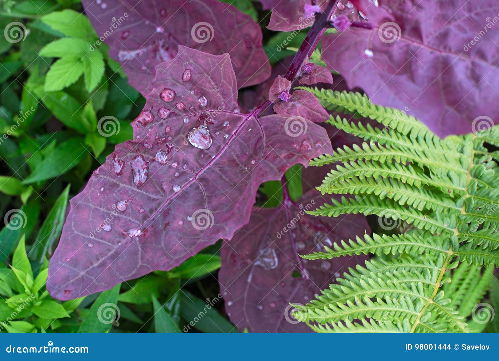 Atriplex Hortensis Rubra Plant with Water Droplets Stock Photo - Image ...