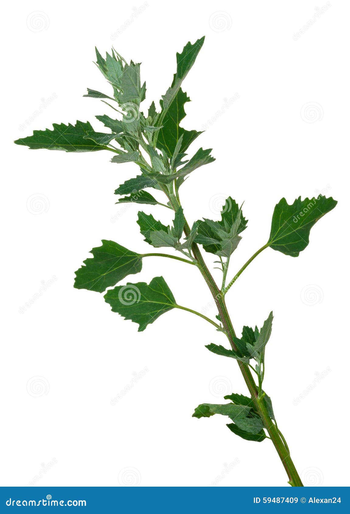 Atriplex plant stock image. Image of white, background - 59487409