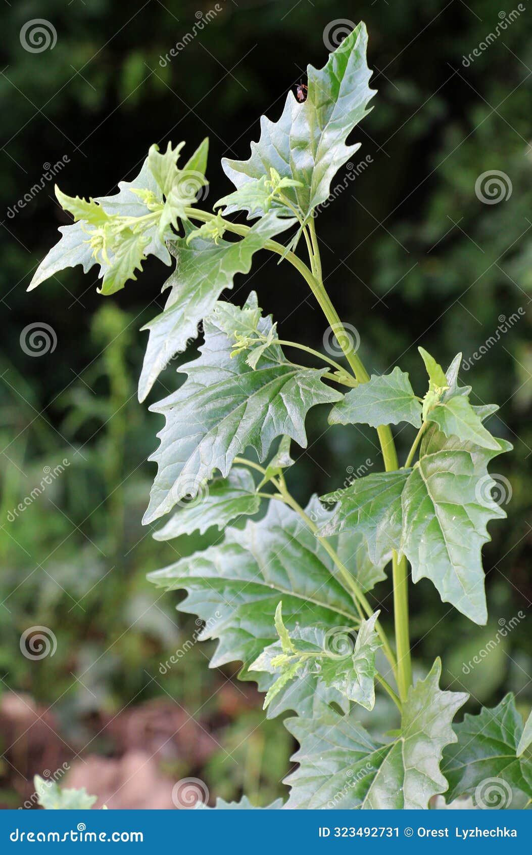 In Nature, Atriplex Sagittata (Atriplex Nitens) Grows As A Weed Stock Photo | CartoonDealer.com ...