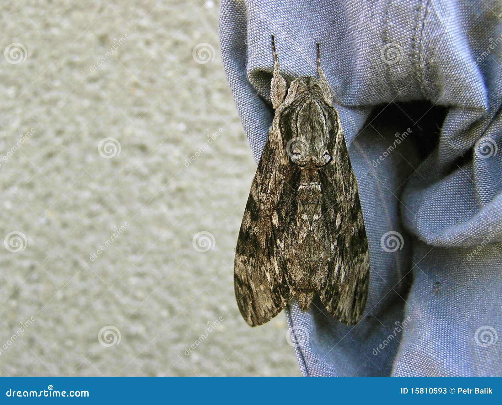 Atropos stock image. Image of butterfly, life, meadow - 15810593