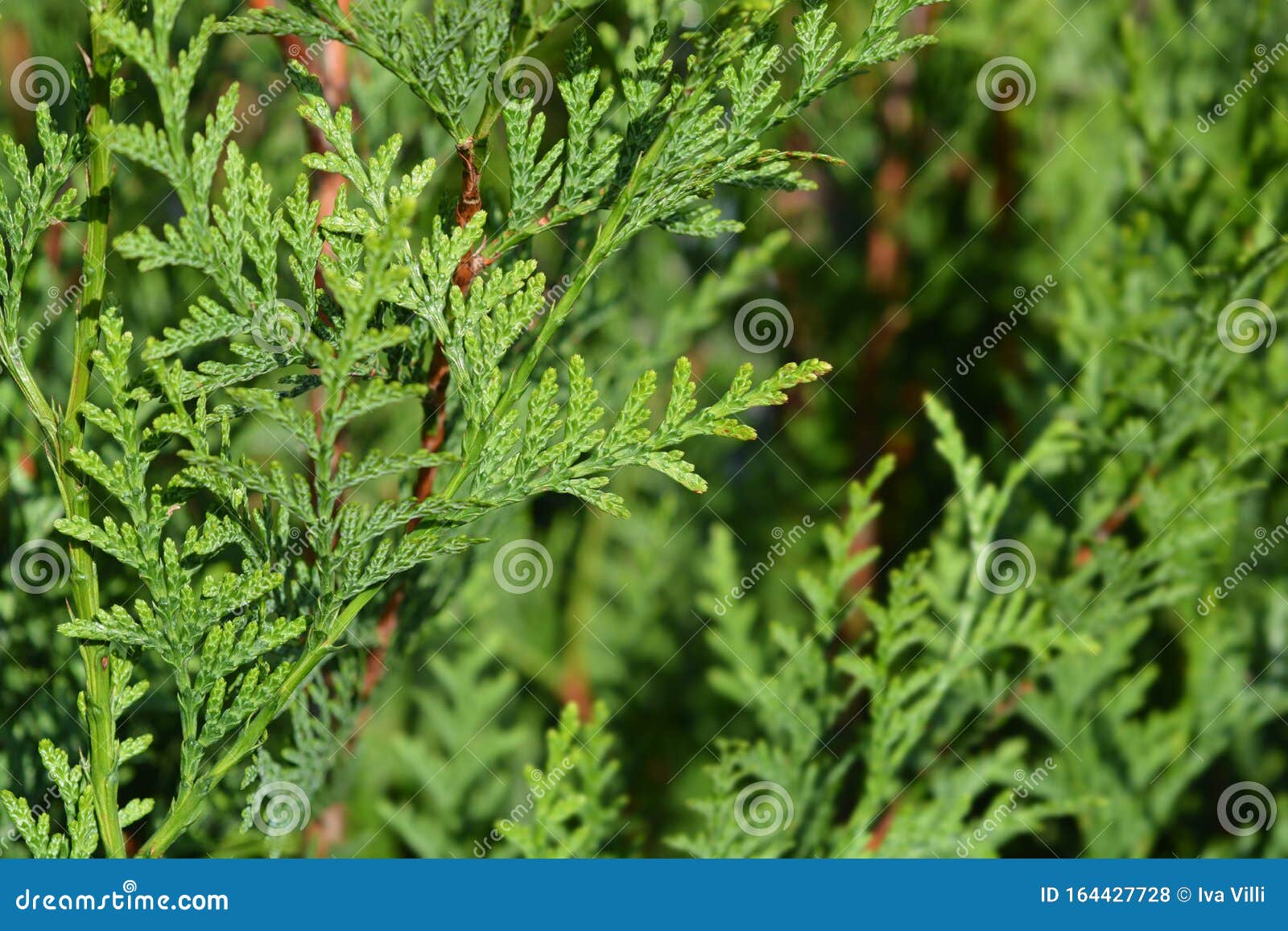 Atrovirens Arborvitae stock photo. Image of tree, giant - 164427728