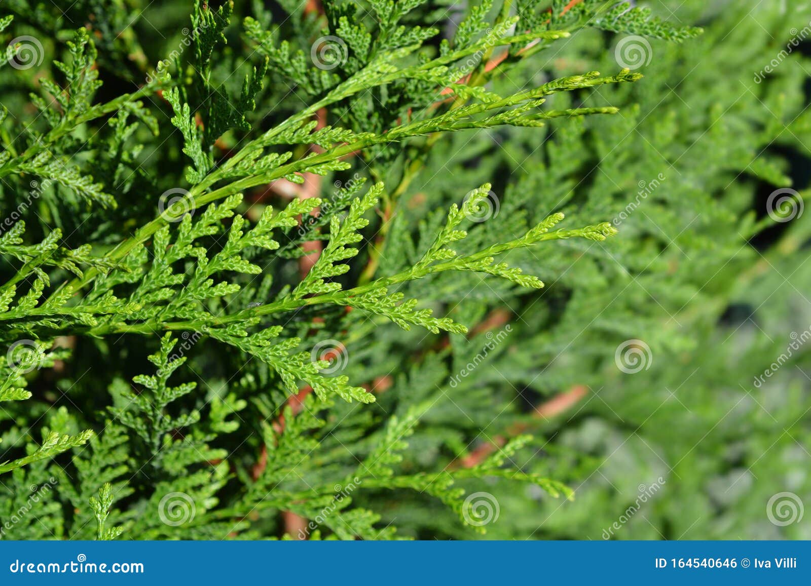 Atrovirens Arborvitae stock photo. Image of tree, shinglewood - 164540646