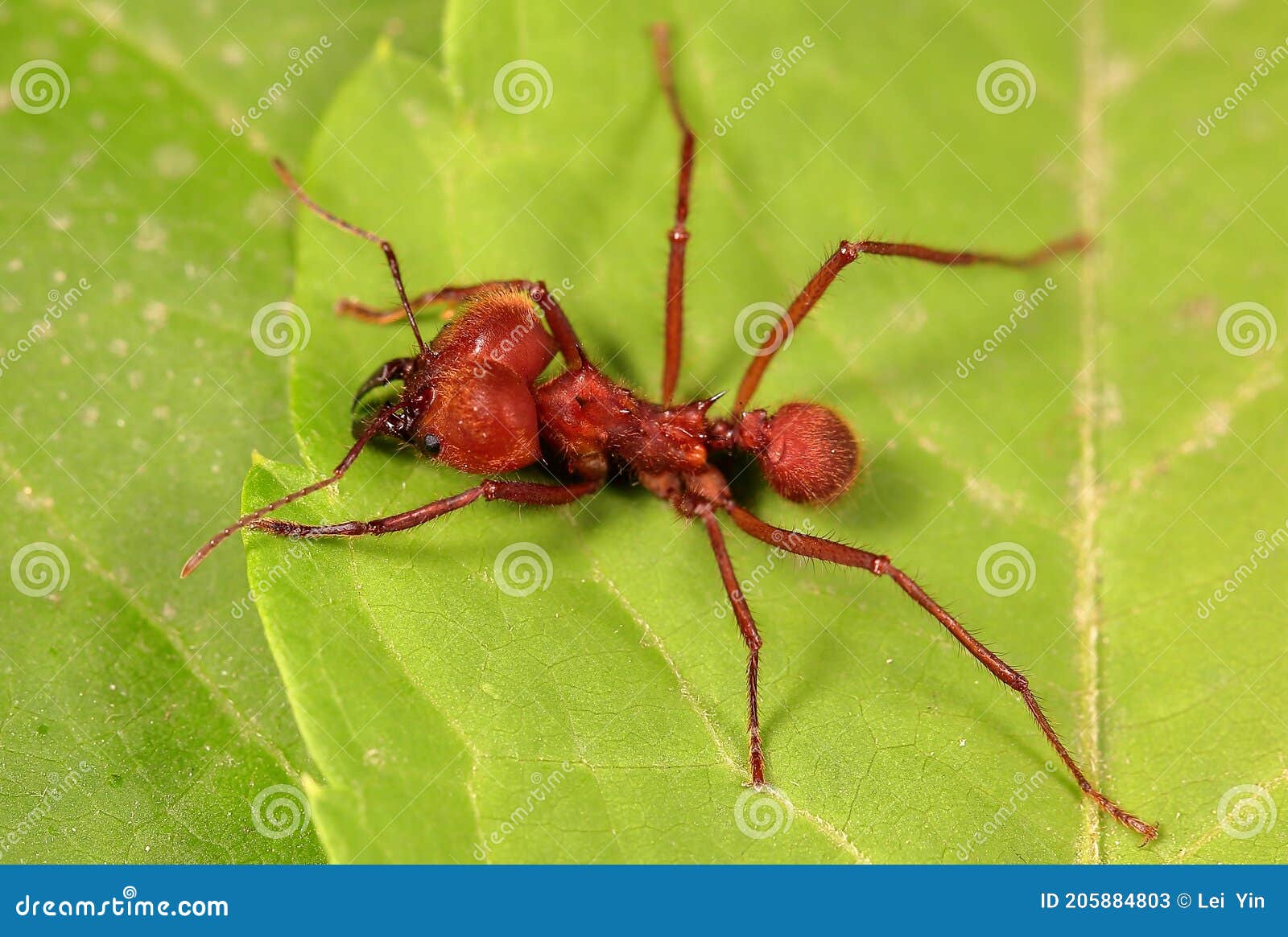 A Texas Leafcutter Ant- Soldier Ant Stock Image - Image of socialinsect ...