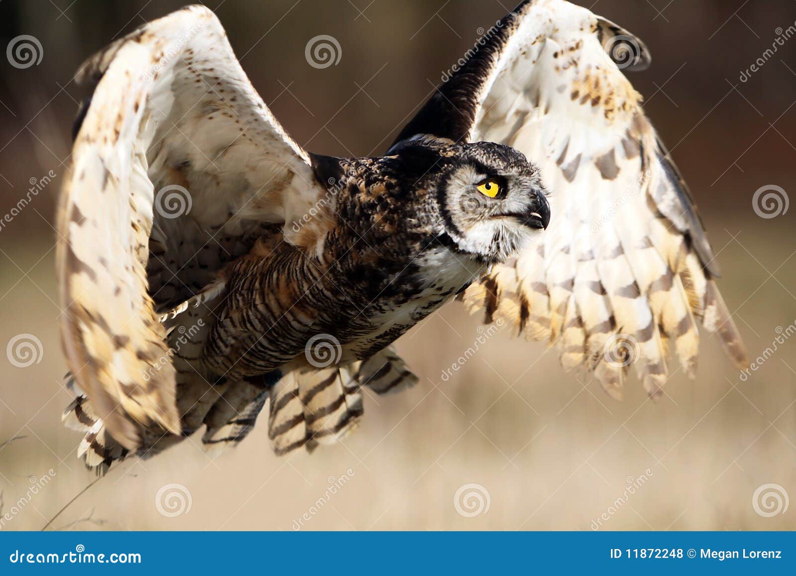 Attack stock photo. Image of wild, background, wildlife - 11872248