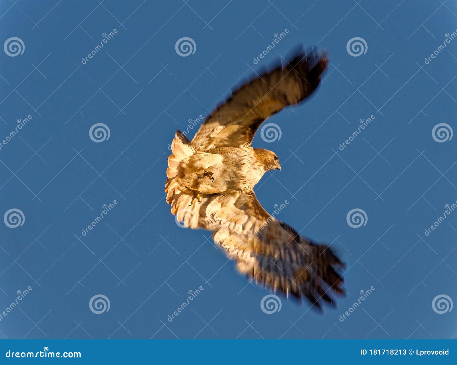 Attack from Above stock image. Image of horizontal, flying - 181718213