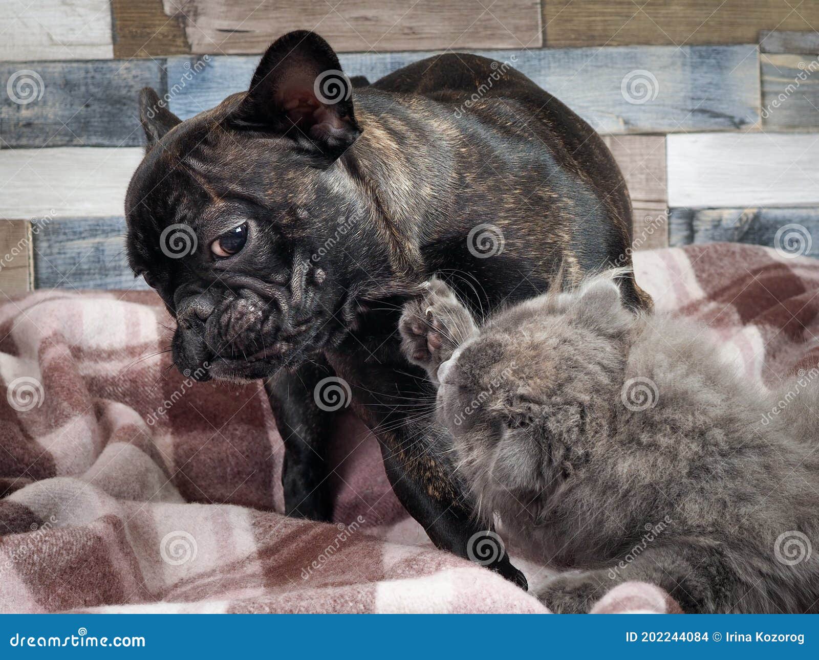 Attack of the Cat on the Dog. Sharp Claws on the Paw of a Cat Stock ...