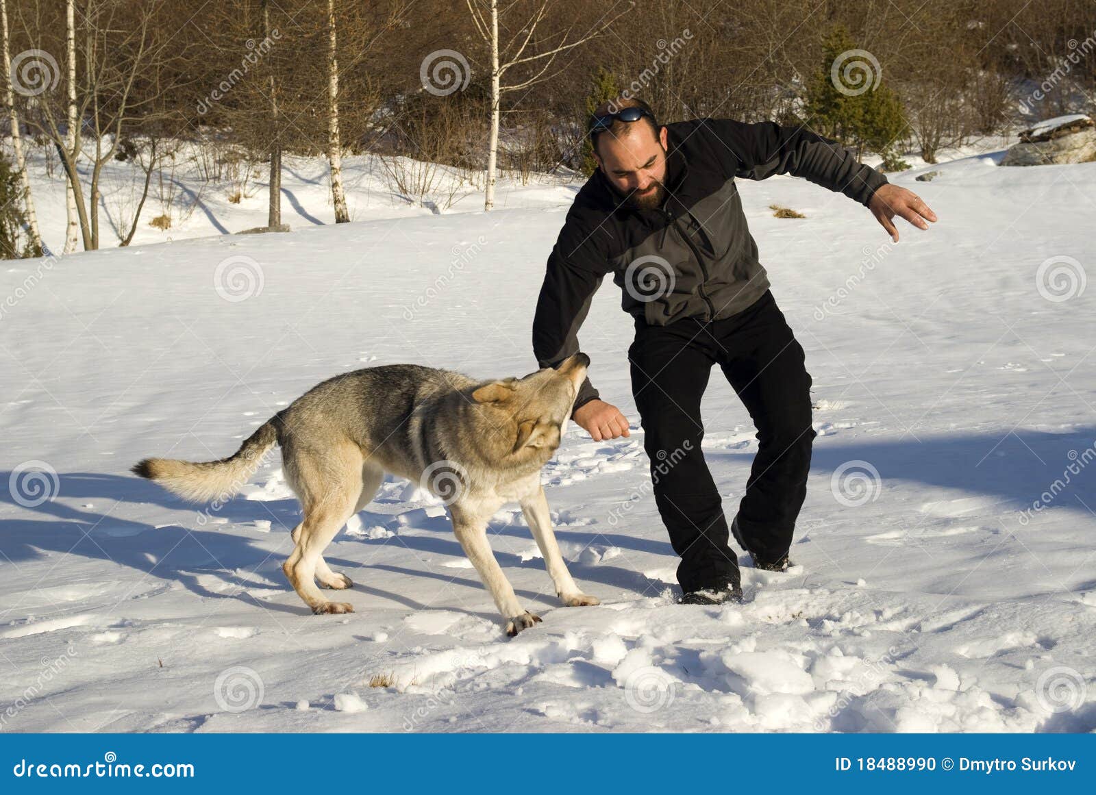 Attack dog stock photo. Image of animal, comportment - 18488990