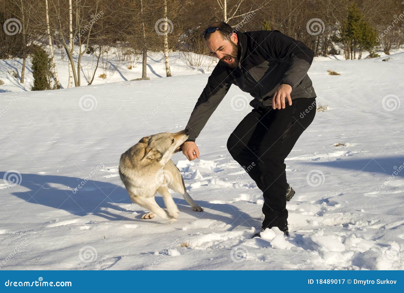 Attack dog stock image. Image of friends, affection, instructing - 18489017