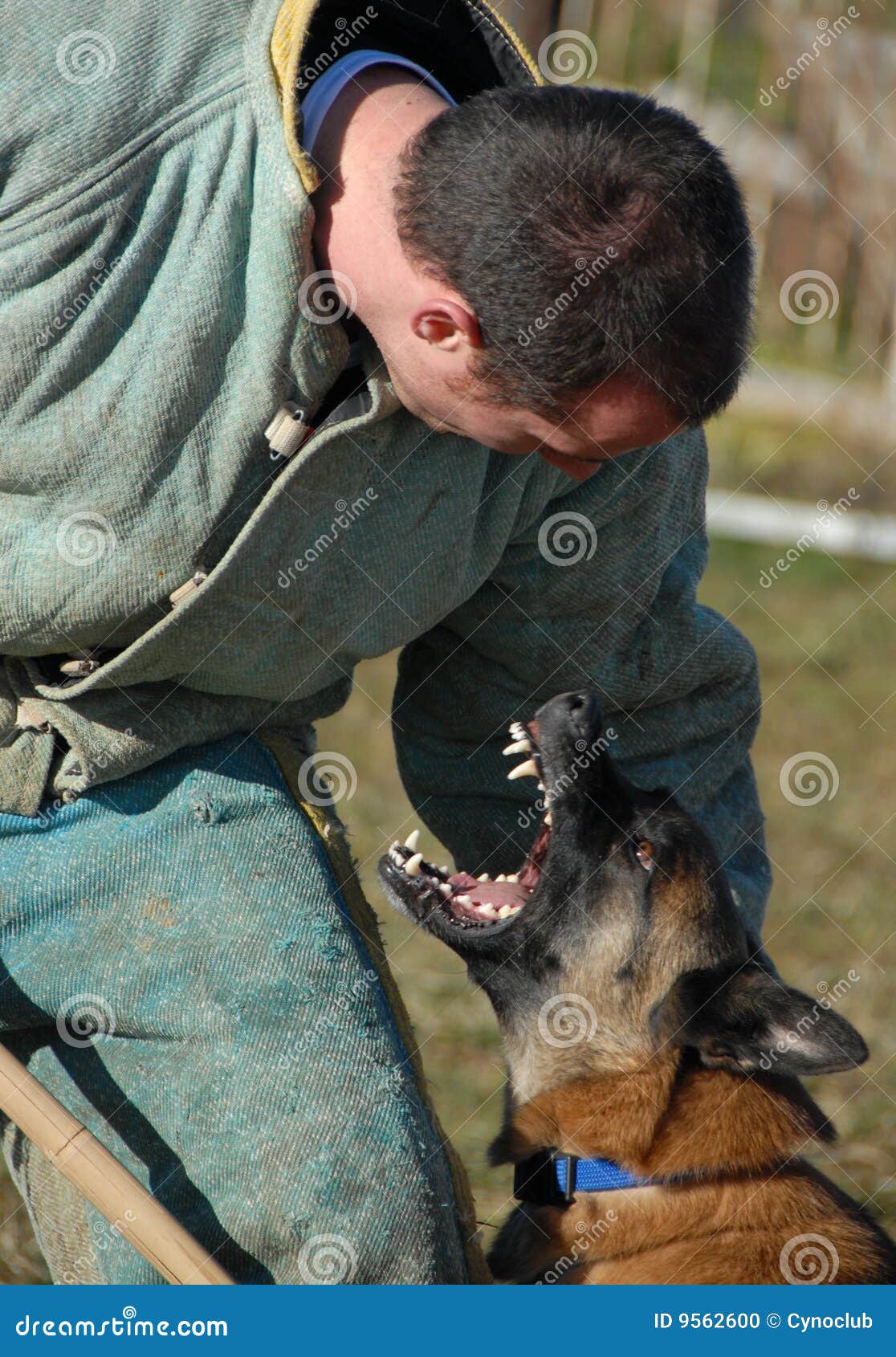 Attack dog stock photo. Image of brown, belgian, dangerous - 9562600