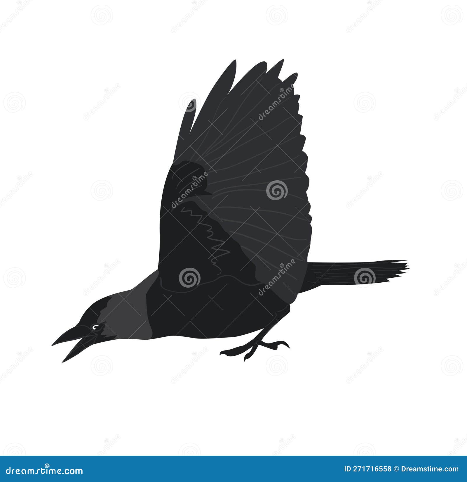 Attack Jackdaw with Raised Wings Stock Vector - Illustration of wing ...